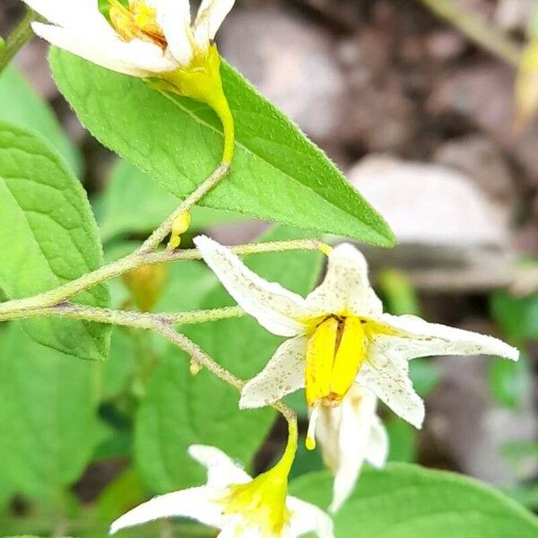 Solanum Berthaultii Plant Care & How to Grow, Water
