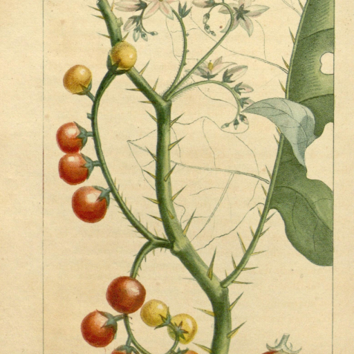 Red-Berry Nightshade (Solanum Campechiense) Care Guide: Water, Soil ...
