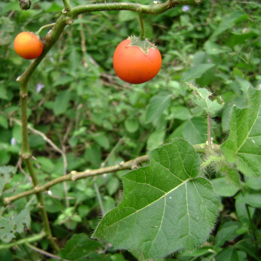 Cockroach-Berry (Solanum Capsicoides) Plant Care & How to Grow, Water