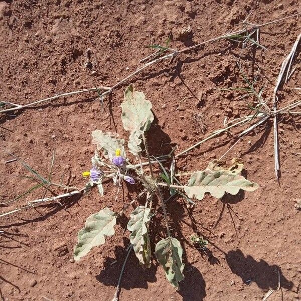 White-Margined Nightshade (Solanum Coagulans) Care Guide: Water, Soil ...