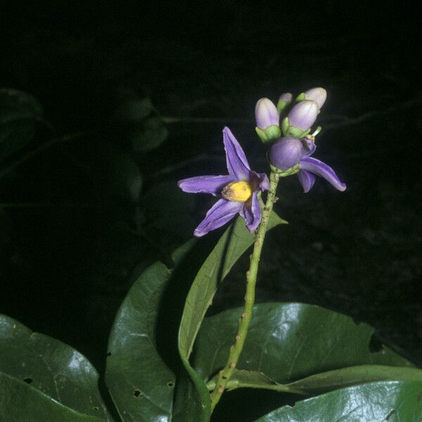 Solanum Coriaceum Plant Care & How to Grow, Water