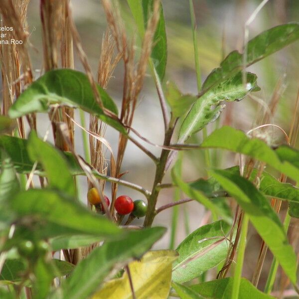 Mullein Nightshade (Solanum Donianum) Plant Care & How to Grow, Water