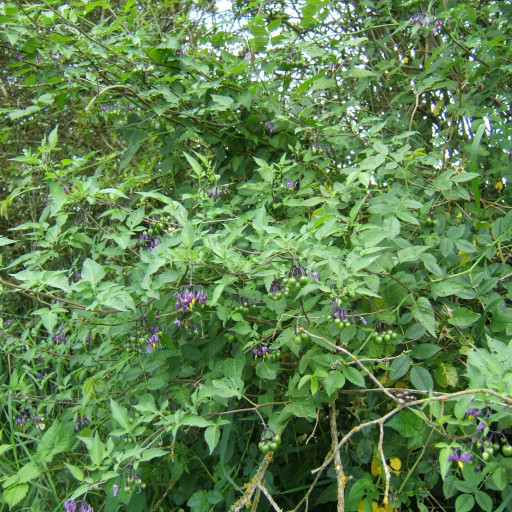 Bittersweet Nightshade (Solanum Dulcamara) Plant Care & How to Grow, Water