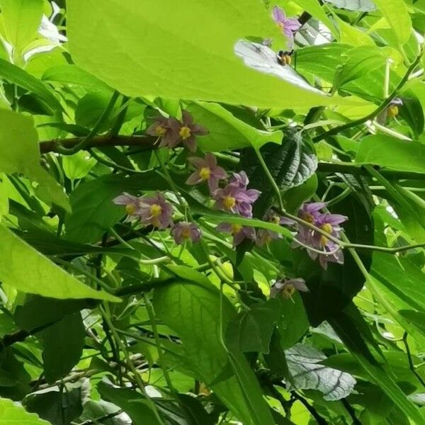 Solanum Dulcamaroides Plant Care & How to Grow, Water