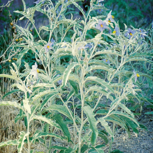 Silverleaf Nightshade (Solanum Elaeagnifolium) Plant Care & How to Grow ...