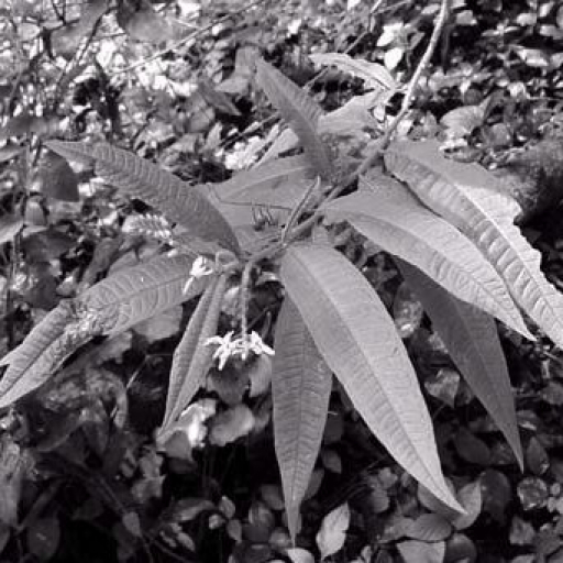 Solanum Ensifolium Plant Care & How to Grow, Water