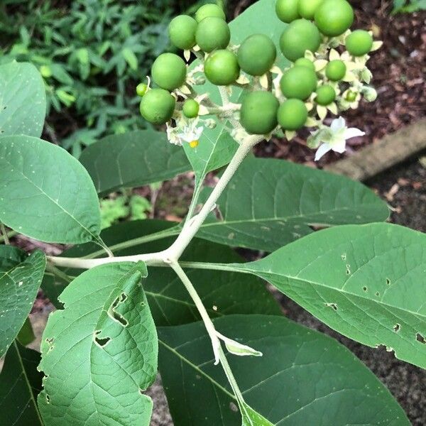 Solanum Hazenii Care Guide: Water, Soil & Propagation - Plantiary
