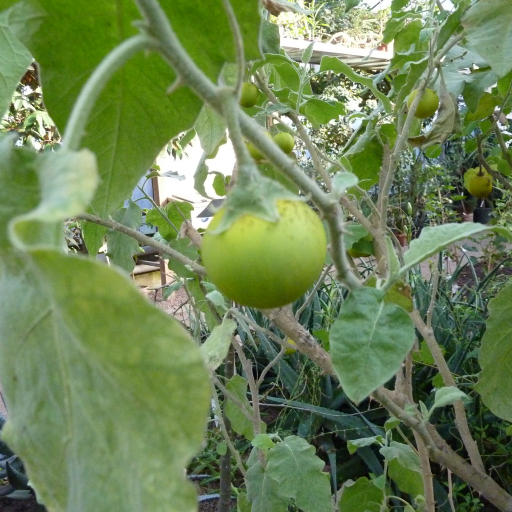 Nightshade (Solanum Incanum) Plant Care & How to Grow, Water