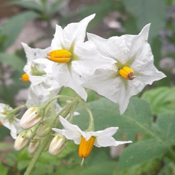 Solanum Microdontum Plant Care & How to Grow, Water