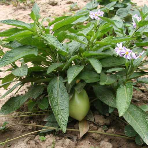 Pepino (Solanum Muricatum) Plant Care & How to Grow, Water