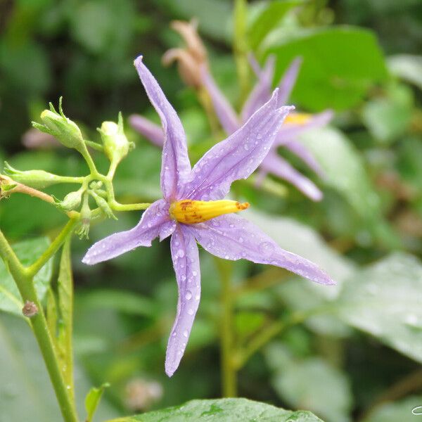 Solanum Paludosum Plant Care & How to Grow, Water