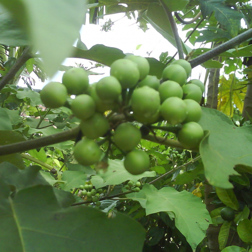 Susumber (Solanum Paniculatum) Plant Care & How to Grow, Water