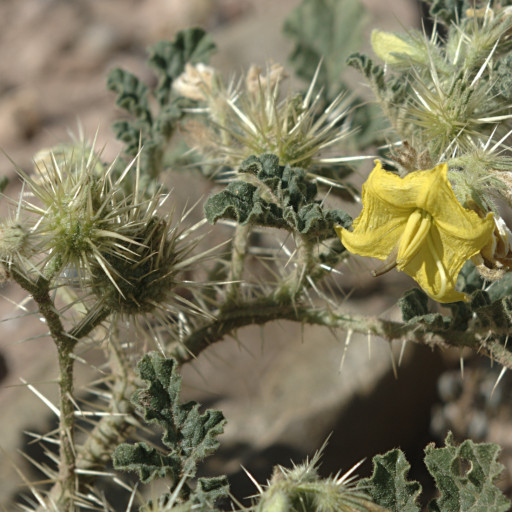 Buffalo-bur (Solanum Rostratum) Plant Care & How to Grow, Water