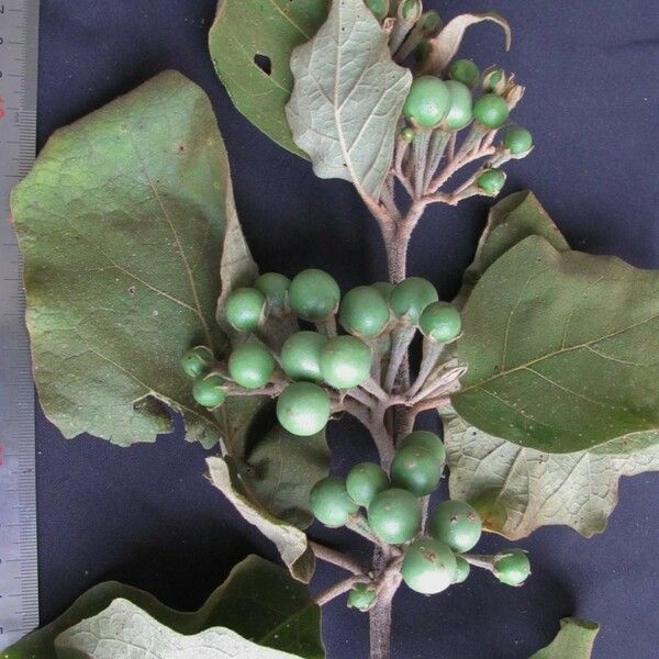 Solanum Rudepannum Care Guide: Water, Soil & Propagation - Plantiary