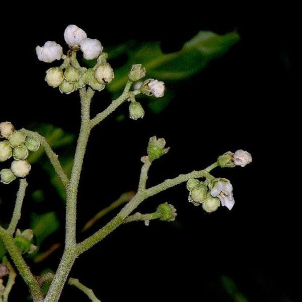 Tabacon Aspero (Solanum Rugosum) Plant Care & How to Grow, Water