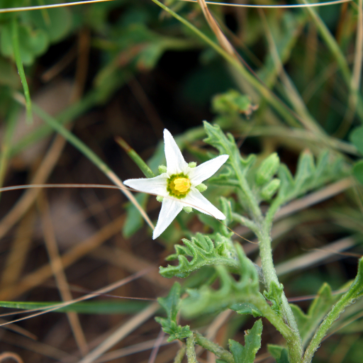 Hairy Nightshade (Solanum Sarachoides) Plant Care & How to Grow, Water