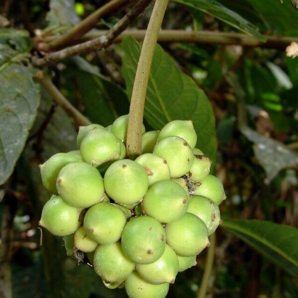 Solanum Sessile Plant Care & How to Grow, Water