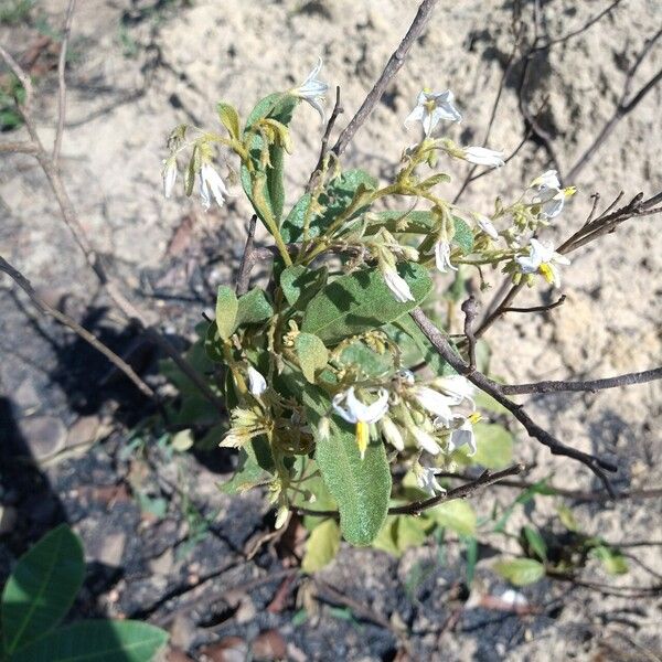 Solanum Subumbellatum Plant Care & How to Grow, Water