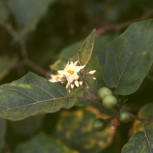 Turkey Berry (Solanum Torvum) Plant Care & How to Grow, Water