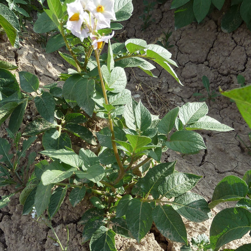 Potato (Solanum Tuberosum) Plant Care & How to Grow, Water