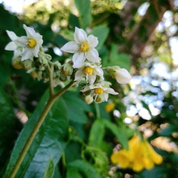 Nightshade (Solanum Umbellatum) Plant Care & How to Grow, Water