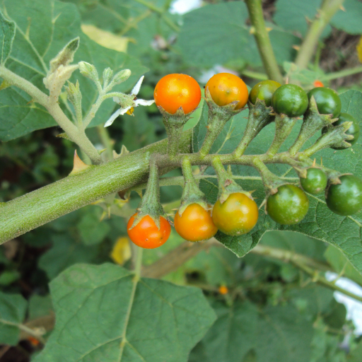 Indian Nightshade (Solanum Violaceum) Plant Care & How to Grow, Water