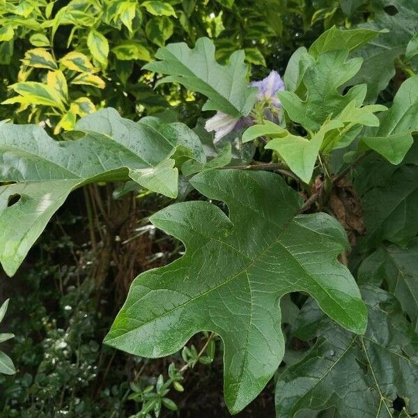 Brazilian Potato-Tree (Solanum Wrightii) Plant Care & How to Grow, Water