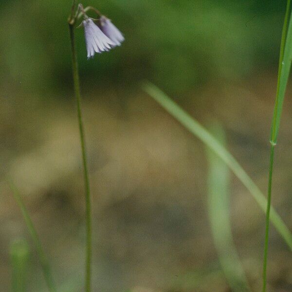 Mountain Snowbell (Soldanella Montana) Care Guide: Water, Soil ...