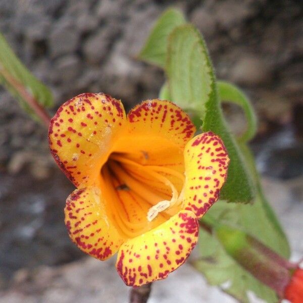 Solenophora Calycosa Plant Care & How to Grow, Water