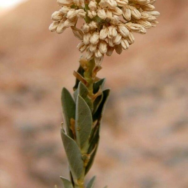Solenostemma Arghel (Solenostemma Oleifolium) Care Guide: Water, Soil ...