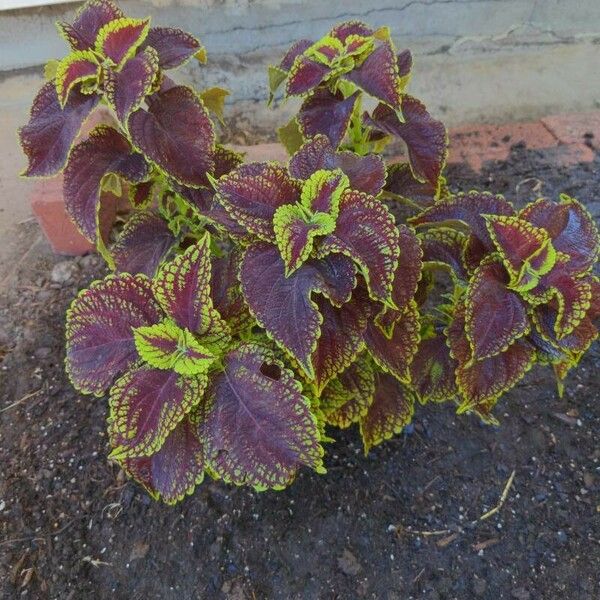 Solenostemon Sylvaticus Plant Care & How to Grow, Water