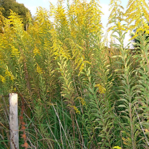 Canada Goldenrod (Solidago Altissima) Plant Care & How to Grow, Water