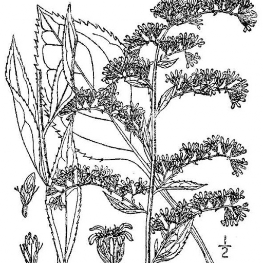 Cut-Leaf Goldenrod (Solidago Arguta) Plant Care & How to Grow, Water