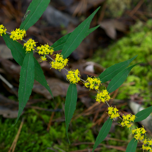 Bluestem Goldenrod (Solidago Caesia) Plant Care & How to Grow, Water
