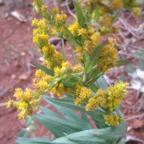 Chilean Solidago (Solidago Chilensis) Care Guide: Water, Soil ...