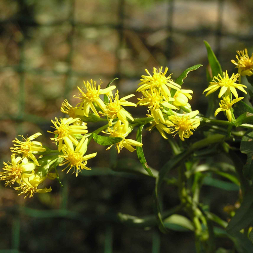 Asian Goldenrod (Solidago Decurrens) Plant Care & How to Grow, Water