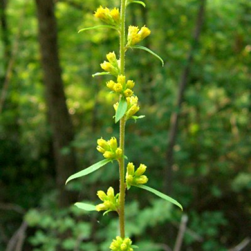 Showy Goldenrod (Solidago Erecta) Plant Care & How to Grow, Water