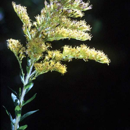 Pine Barren Goldenrod (Solidago Fistulosa) Plant Care & How to Grow, Water