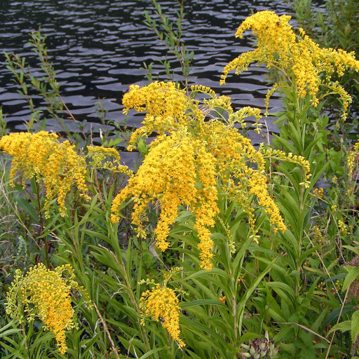 Giant Goldenrod (Solidago Gigantea) Plant Care & How to Grow, Water