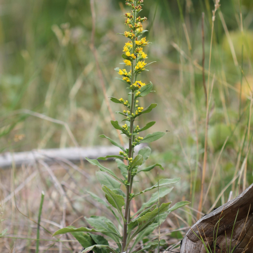 Hairy Goldenrod (Solidago Hispida) Plant Care & How to Grow, Water