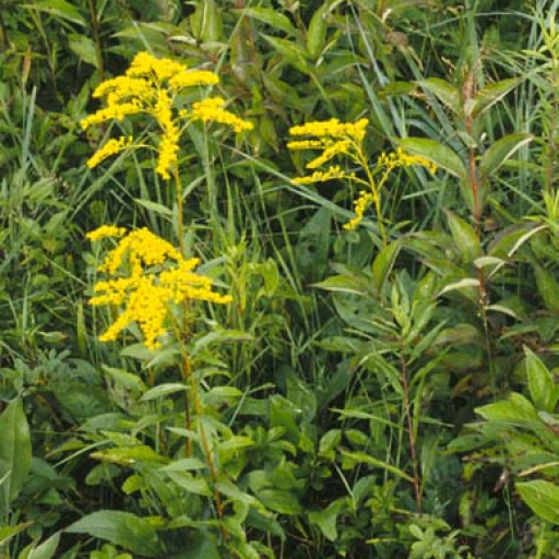 Early Goldenrod (Solidago Juncea) Plant Care & How to Grow, Water