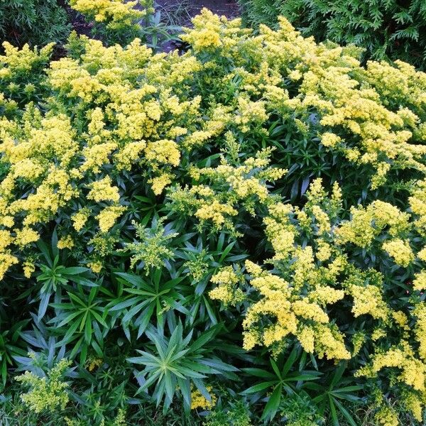 Solidago × Luteus Care Guide: Water, Soil & Propagation - Plantiary
