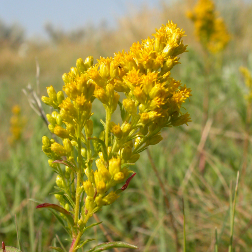 Missouri Goldenrod (Solidago Missouriensis) Plant Care & How to Grow, Water