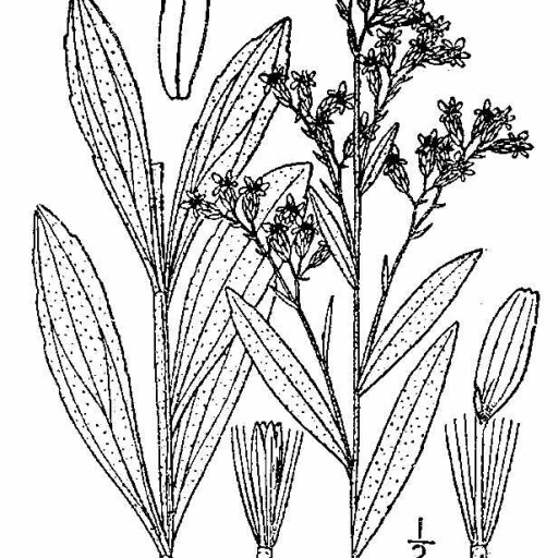 Ashly Goldenrod (Solidago Mollis) Plant Care & How to Grow, Water