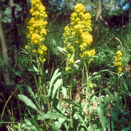 Rocky Mountain Goldenrod (Solidago Multiradiata) Plant Care & How to ...