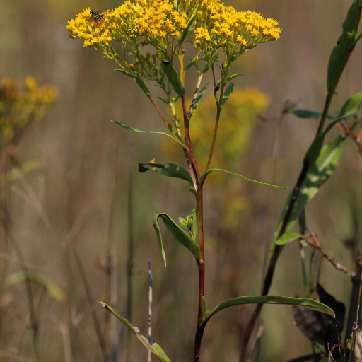 Ohio Goldenrod (Solidago Ohioensis) Plant Care & How to Grow, Water