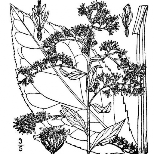 Roundleaf Goldenrod (Solidago Patula) Care Guide: Water, Soil ...