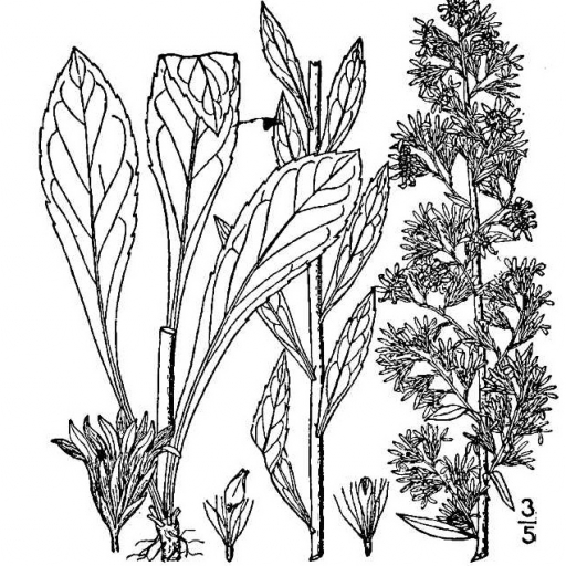 Downy Goldenrod (Solidago Puberula) Plant Care & How to Grow, Water