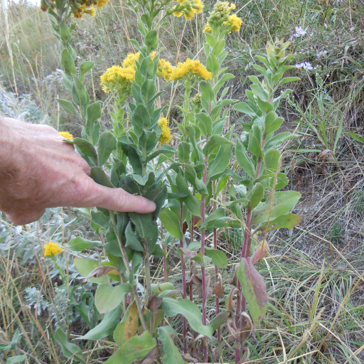 Stiff Goldenrod (Solidago Rigida) Plant Care & How to Grow, Water