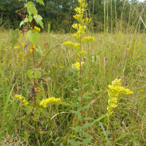 Wrinkleleaf Goldenrod (Solidago Rugosa) Plant Care & How to Grow, Water
